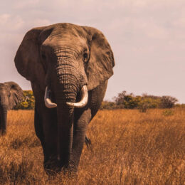The ecological role of elephants: shaping the land and lending a hand ...