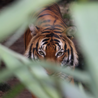 Tiger Facts | David Shepherd Wildlife Foundation
