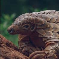 8 Pangolin Facts for Kids | David Shepherd Wildlife Foundation