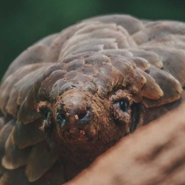 8 Pangolin Facts for Kids | David Shepherd Wildlife Foundation