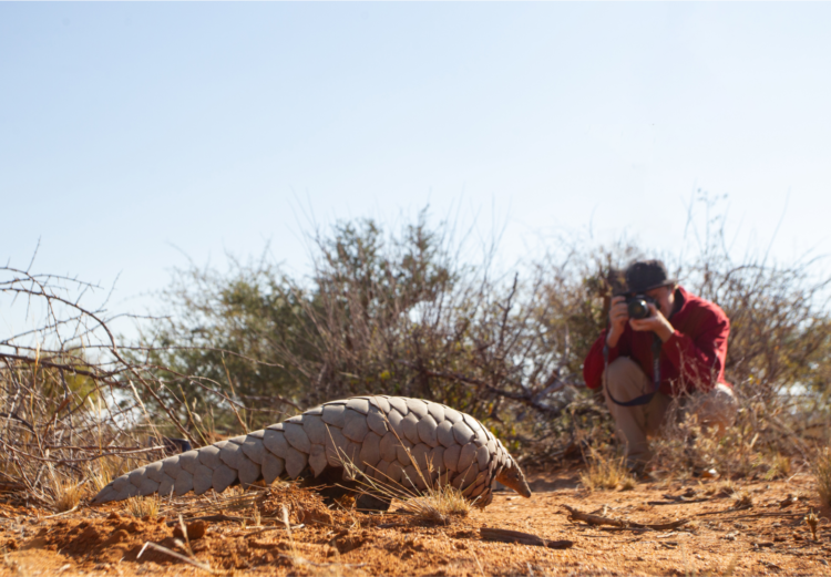 8 Pangolin Facts for Kids | David Shepherd Wildlife Foundation
