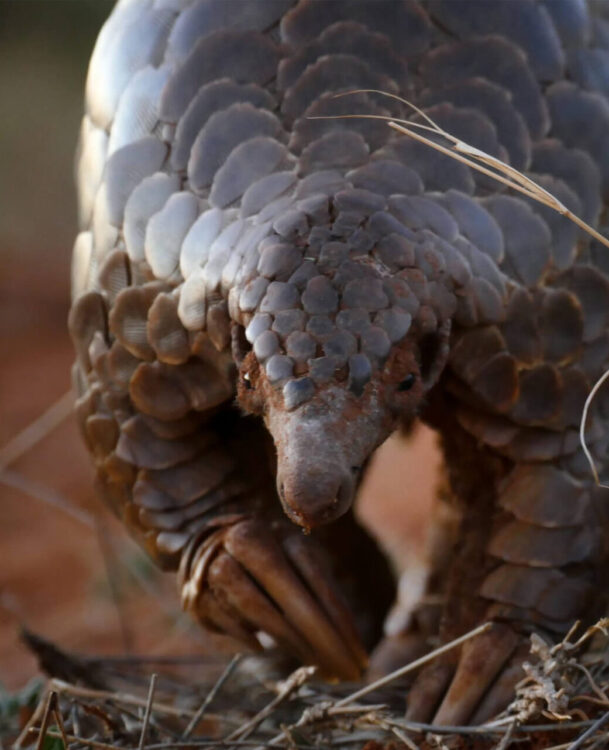 Pangolin Conservation & Endangered Status | David Shepherd Wildlife ...