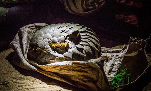 Pangolin Facts | David Shepherd Wildlife Foundation