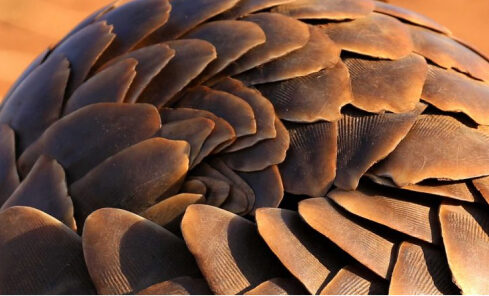 Pangolin Facts | David Shepherd Wildlife Foundation