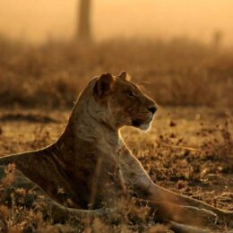 Threats to Lions | David Shepherd Wildlife Foundation