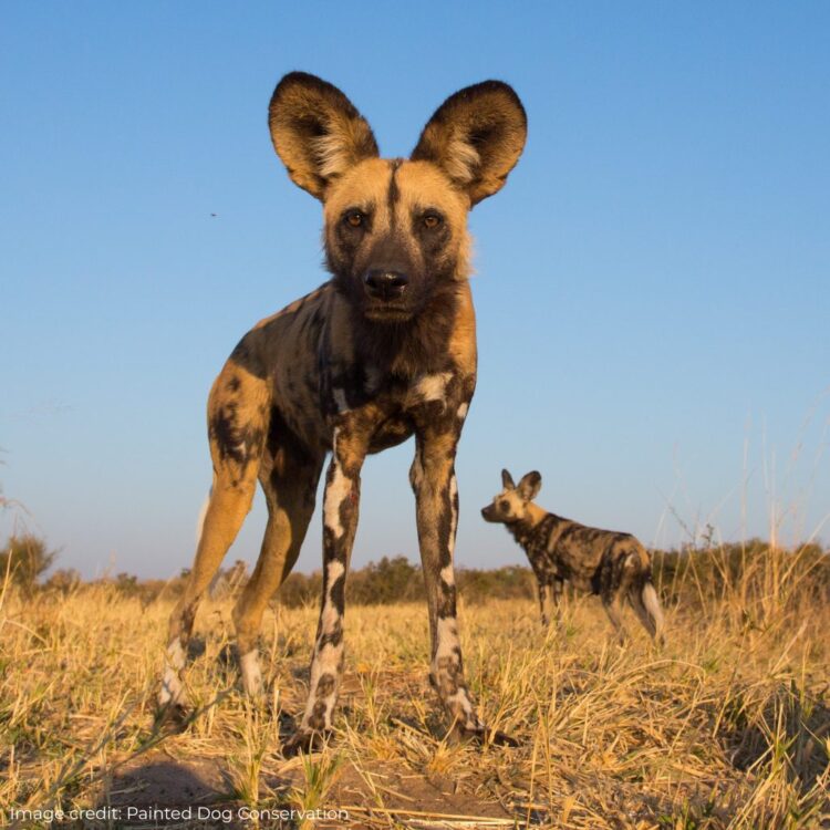 Painted Dog Facts | David Shepherd Wildlife Foundation