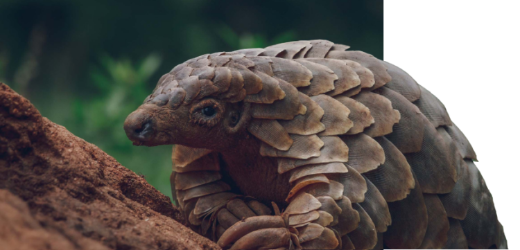 Protecting Endangered Species | David Shepherd Wildlife Foundation