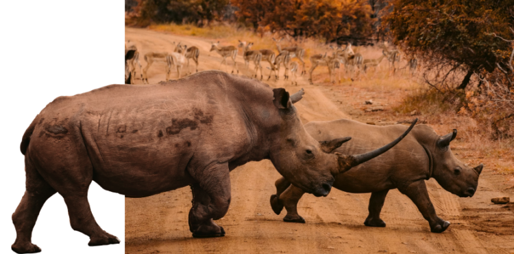 Protecting Endangered Species | David Shepherd Wildlife Foundation