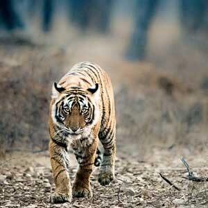 Who is killing the tiger and why? | David Shepherd Wildlife Foundation