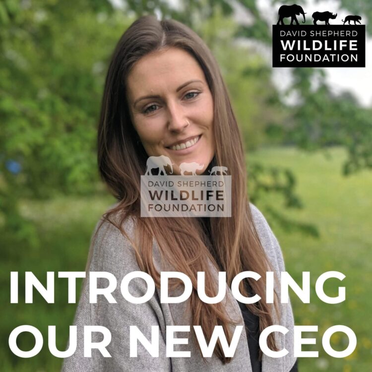 DSWF appoints new CEO, Georgina Lamb | David Shepherd Wildlife Foundation
