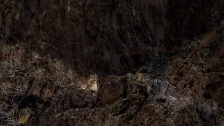 World Snow Leopard Day: Protecting a species on the brink of extinction ...