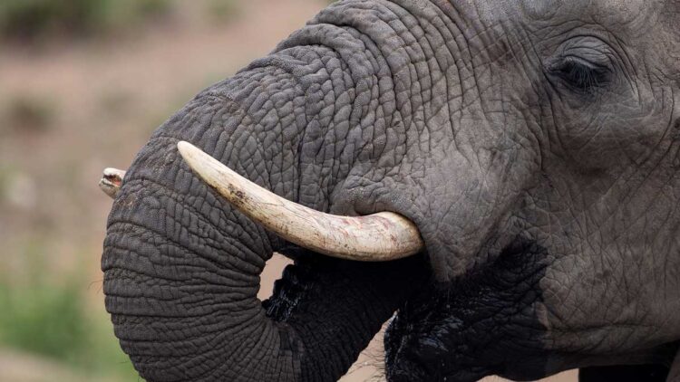 Domestic ivory markets in the EU | David Shepherd Wildlife Foundation