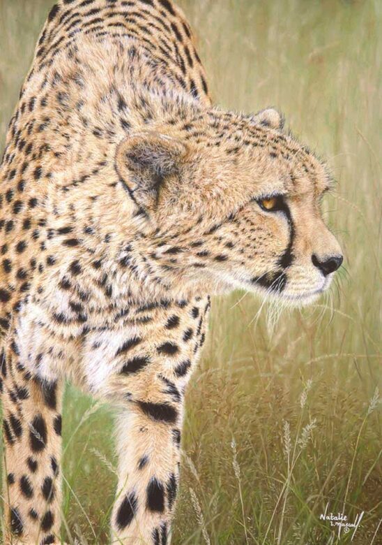 Regal | David Shepherd Wildlife Foundation