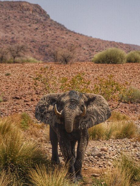 How DSWF is Protecting & Saving Elephants | David Shepherd Wildlife ...