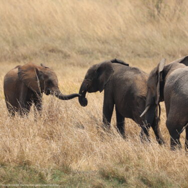 Chipembele takes to the wild | David Shepherd Wildlife Foundation