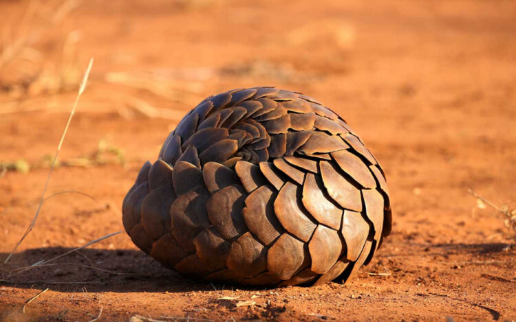 Threats to Pangolins | David Shepherd Wildlife Foundation