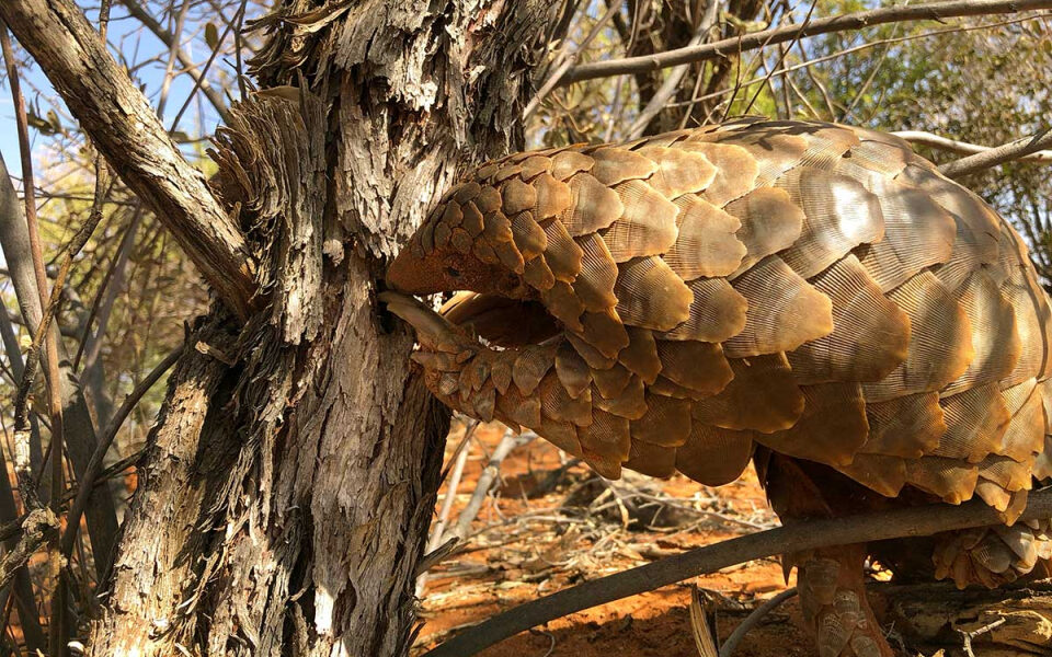 How DSWF is Protecting & Saving Pangolins | David Shepherd Wildlife ...