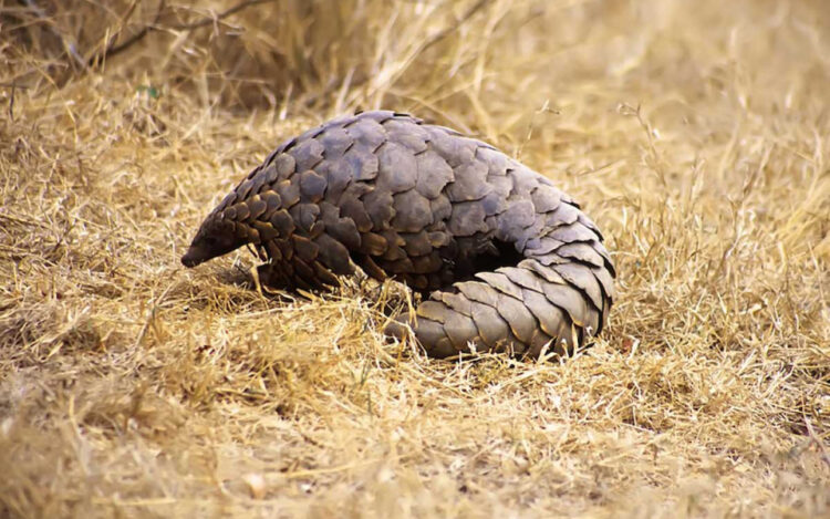 Pangolin Facts | David Shepherd Wildlife Foundation
