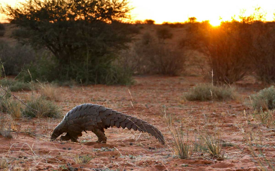 How DSWF is Protecting & Saving Pangolins | David Shepherd Wildlife ...