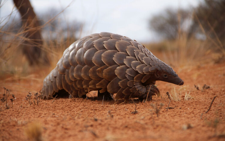 Pangolin Facts | David Shepherd Wildlife Foundation