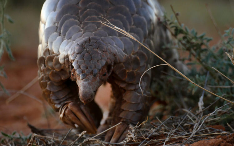 8 Pangolin Facts for Kids | David Shepherd Wildlife Foundation