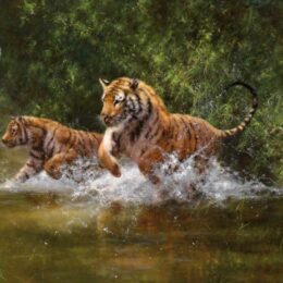 Learn About Species | For Young People | David Shepherd Wildlife Foundation