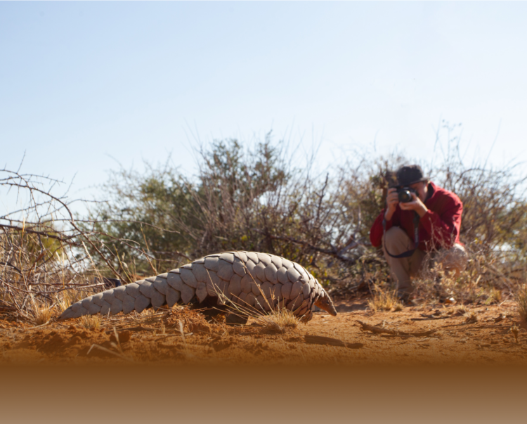 Pangolin Conservation & Endangered Status | David Shepherd Wildlife ...