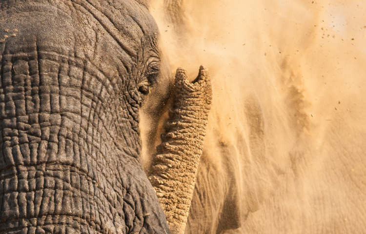 Threats to Elephants | David Shepherd Wildlife Foundation