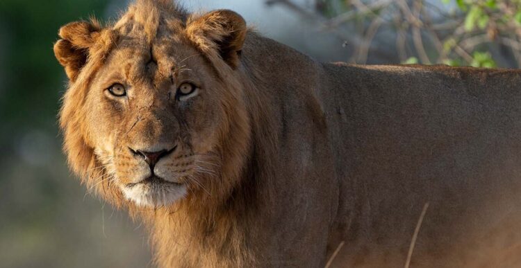How DSWF is Protecting & Saving Lions | David Shepherd Wildlife Foundation