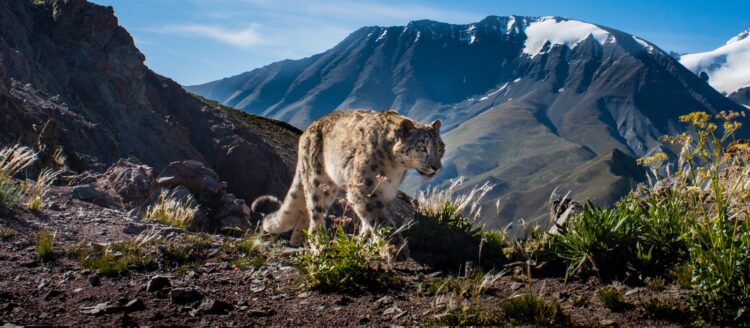 How DSWF is Protecting & Saving Snow Leopards | David Shepherd Wildlife Foundation