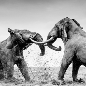 Protecting Endangered Species | David Shepherd Wildlife Foundation