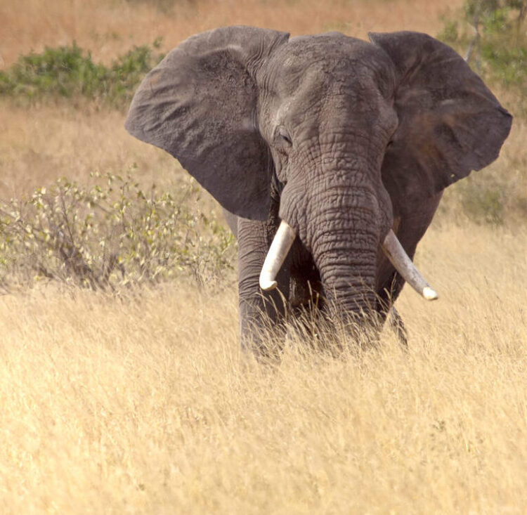 Elephant Conservation & Endangered Status | David Shepherd Wildlife ...