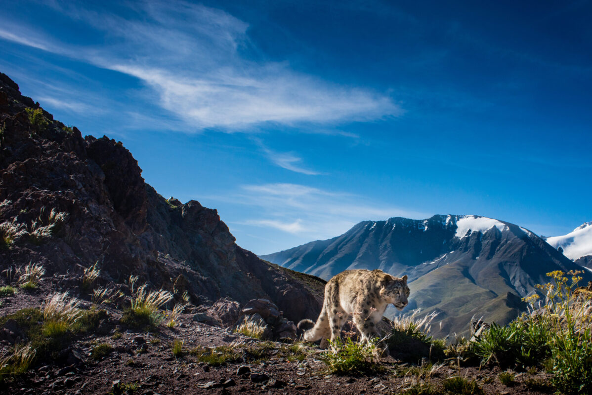 Adopt a Snow Leopard from £3 a month | Hand-knitted Snow Leopard toy ...