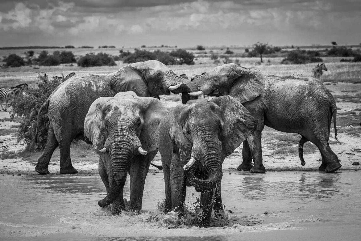 Elephant Art: Drawings, Paintings & More | David Shepherd Wildlife ...