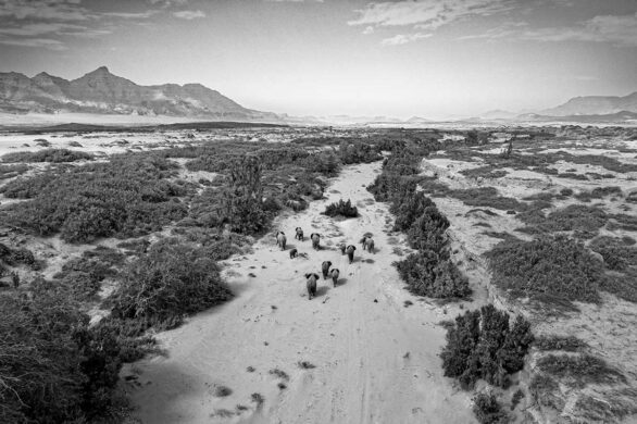 Elephant Artwork | David Shepherd Wildlife Foundation