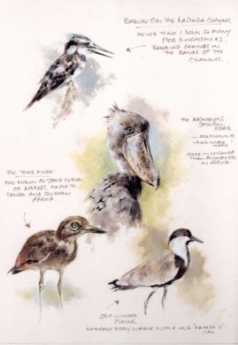 Mandy Shepherd Artwork | David Shepherd Wildlife Foundation