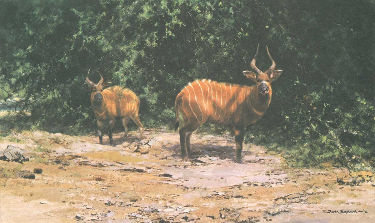 David Shepherd CBE Artwork | David Shepherd Wildlife Foundation
