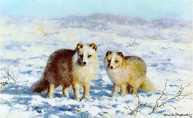 Canines Artwork | David Shepherd Wildlife Foundation