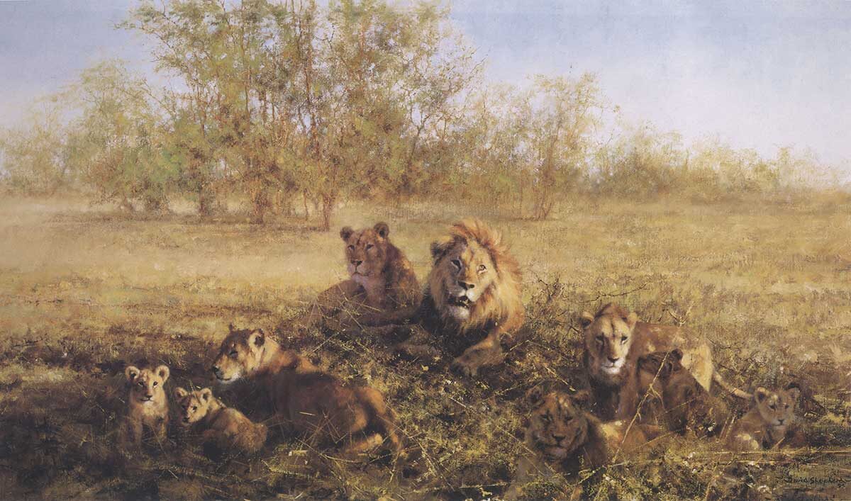Lion Art: Drawings, Sketches & More | David Shepherd Wildlife Foundation