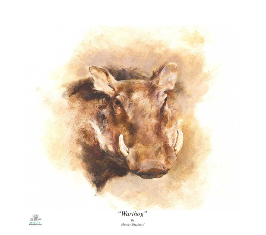 Mandy Shepherd | Wildlife Art Ambassadors | David Shepherd Wildlife ...