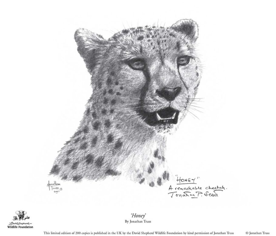 Cheetah Art: Prints, Drawings & More | David Shepherd Wildlife Foundation