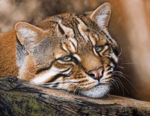 Big Cats Artwork | David Shepherd Wildlife Foundation