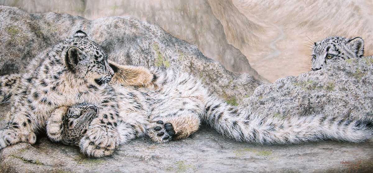 Snow Leopard Conservation & Endangered Status | David Shepherd Wildlife Foundation