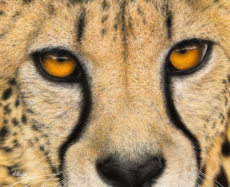 Cheetah Art: Prints, Drawings & More | David Shepherd Wildlife Foundation