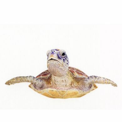 Reptiles Artwork | David Shepherd Wildlife Foundation