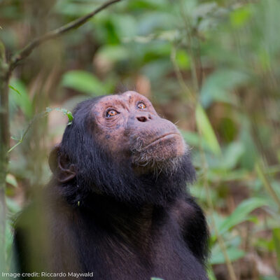 Snares: The Hidden Killers | David Shepherd Wildlife Foundation