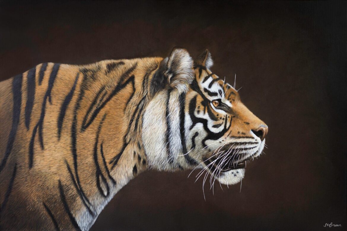 Tiger Art: Drawings, Prints & Sketches | David Shepherd Wildlife Foundation