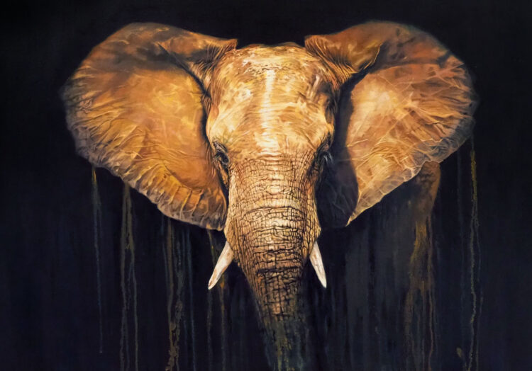 Online Shop | David Shepherd Wildlife Foundation