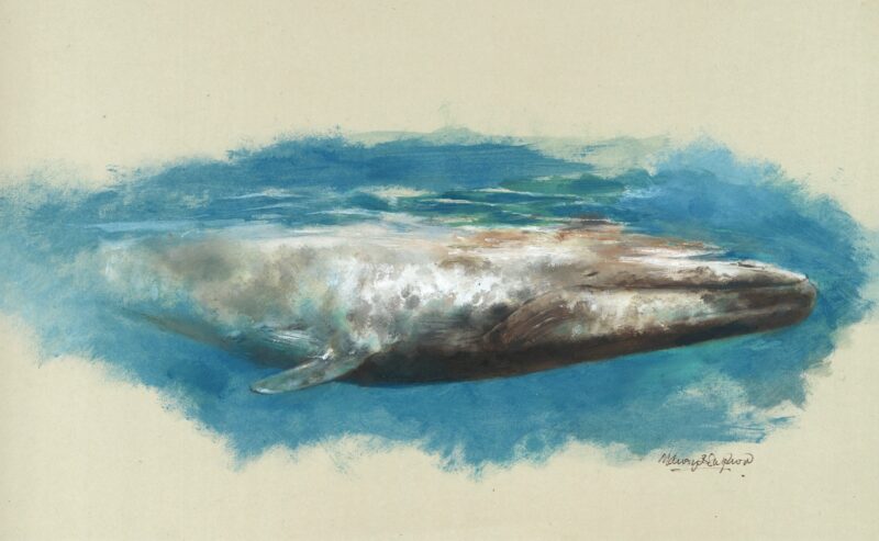 Mandy Shepherd | Wildlife Art Ambassadors | David Shepherd Wildlife ...