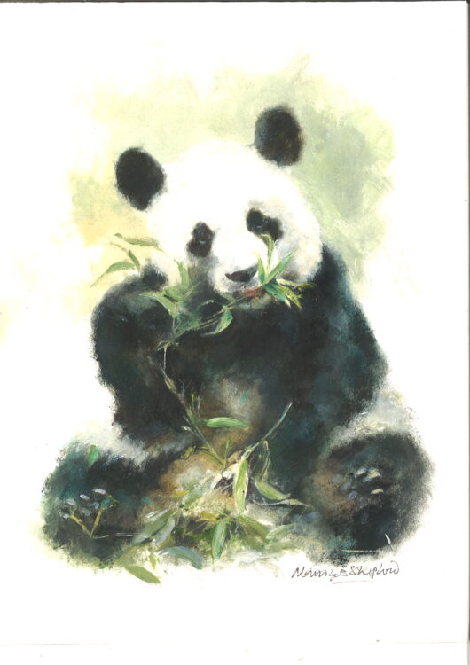 Online Shop | David Shepherd Wildlife Foundation